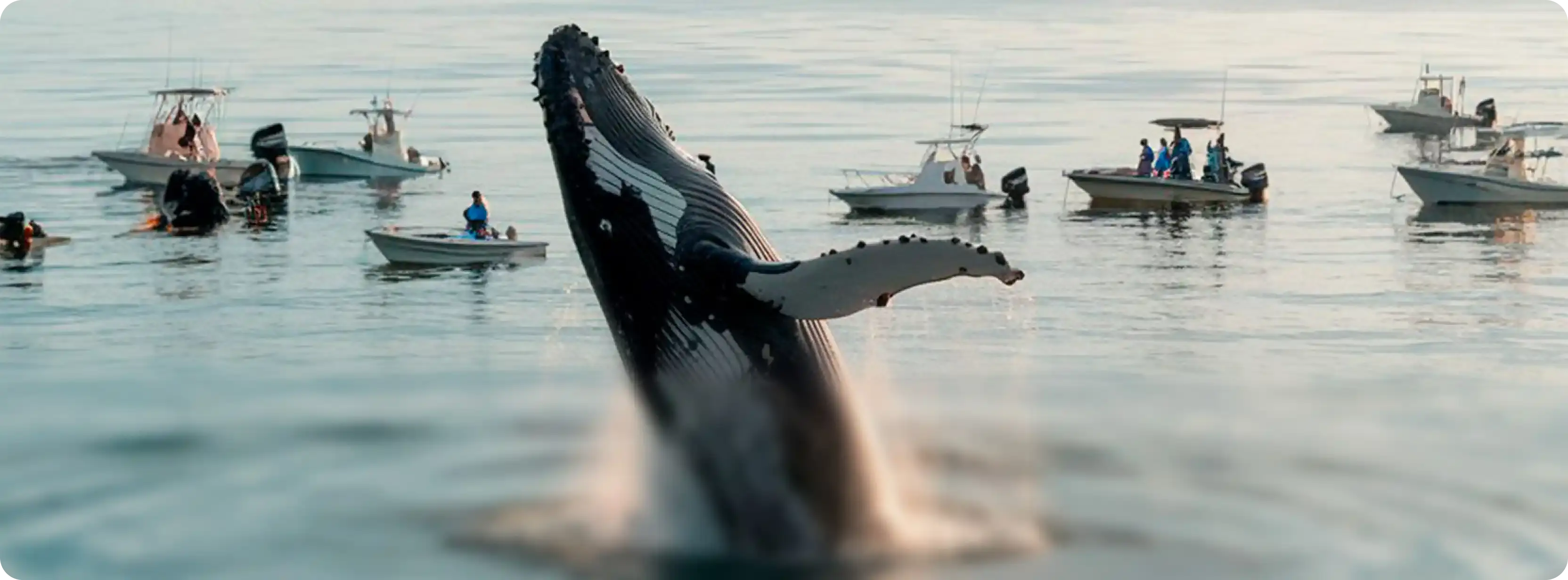 Yo Soy Colombia - El Gran Viaje de las Ballenas Jorobadas, un Espectáculo de Vida en el Pacífico ...